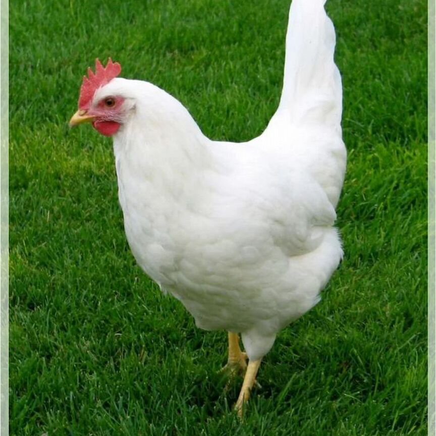 Куры петухи