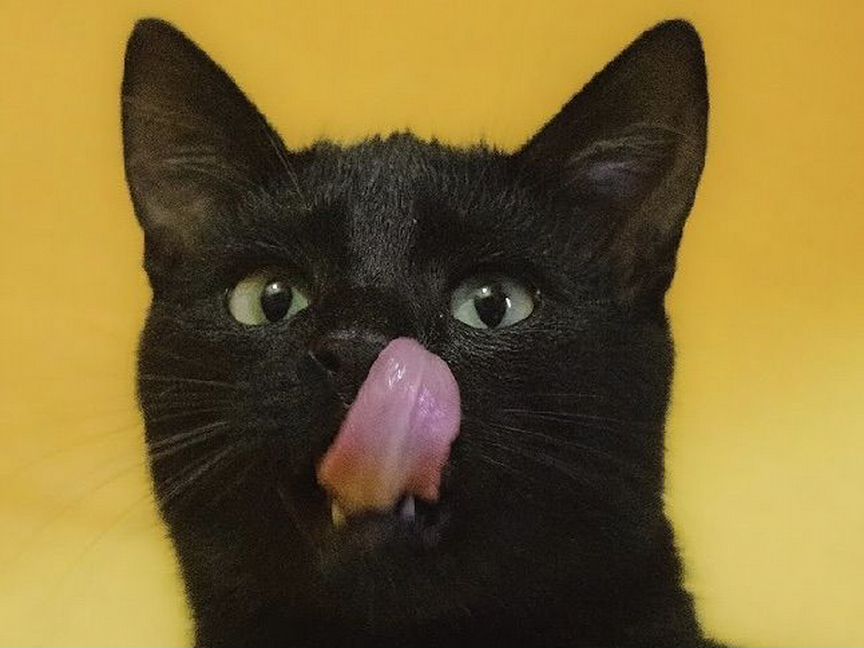 Котенок Чертенок. Возьмите из приюта