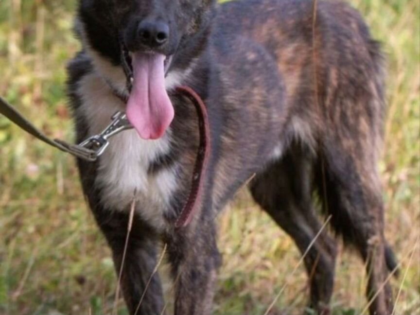 Чук-метис лайки. Классный и задорный