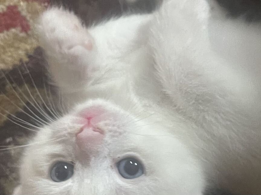 Котята