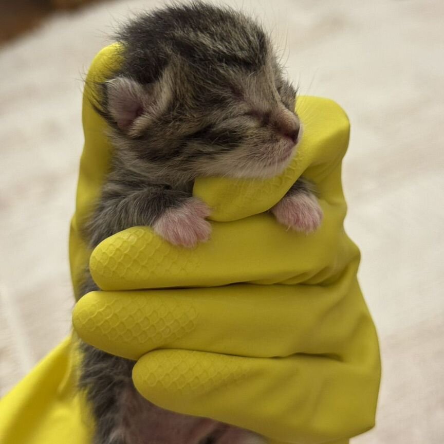 Котёнок в добрые руки