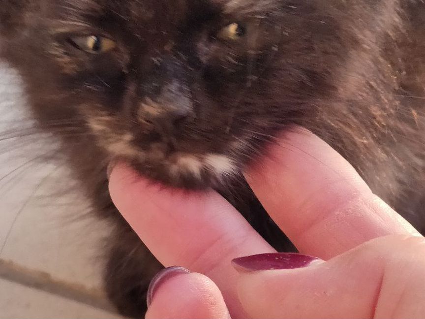 Котенок в добрые руки