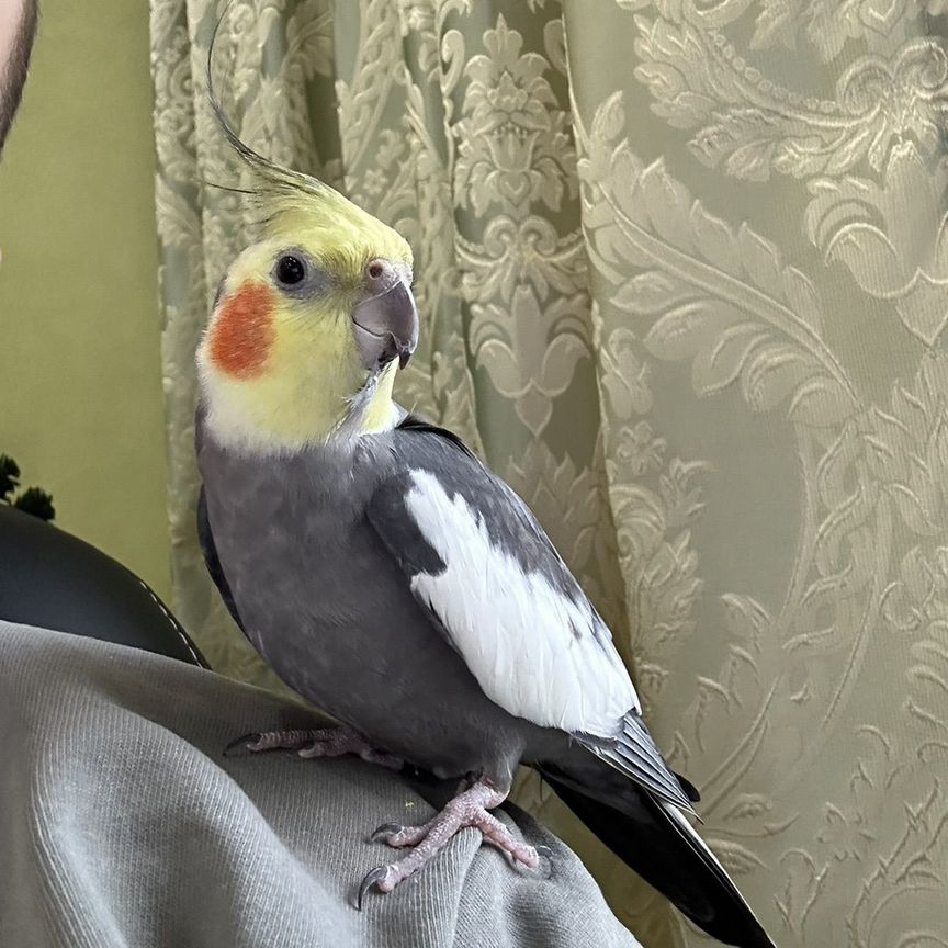 Попугай корелла ручной в добрые руки