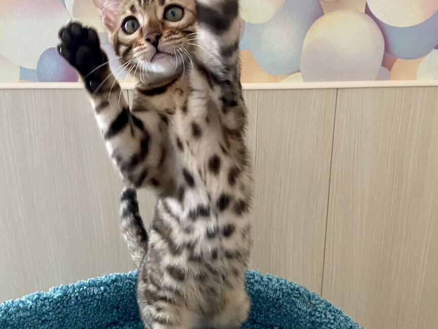 Бенгальские котята