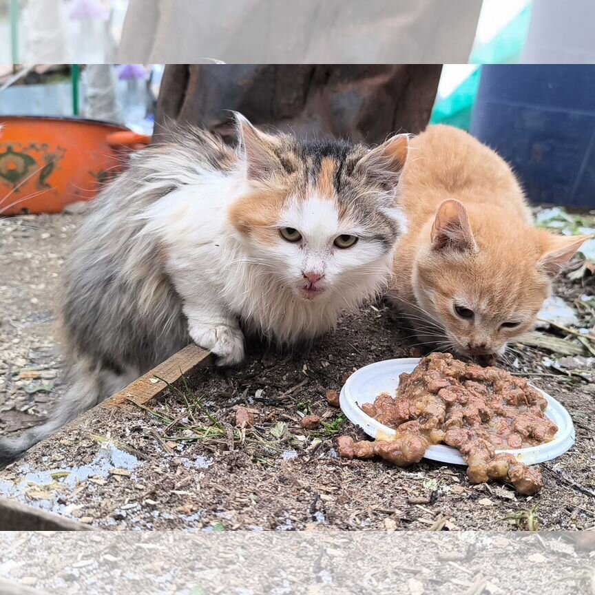 Котята в добрые руки