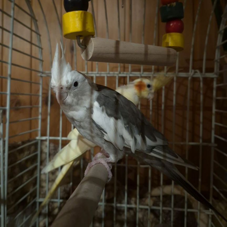 Попугай Корелла