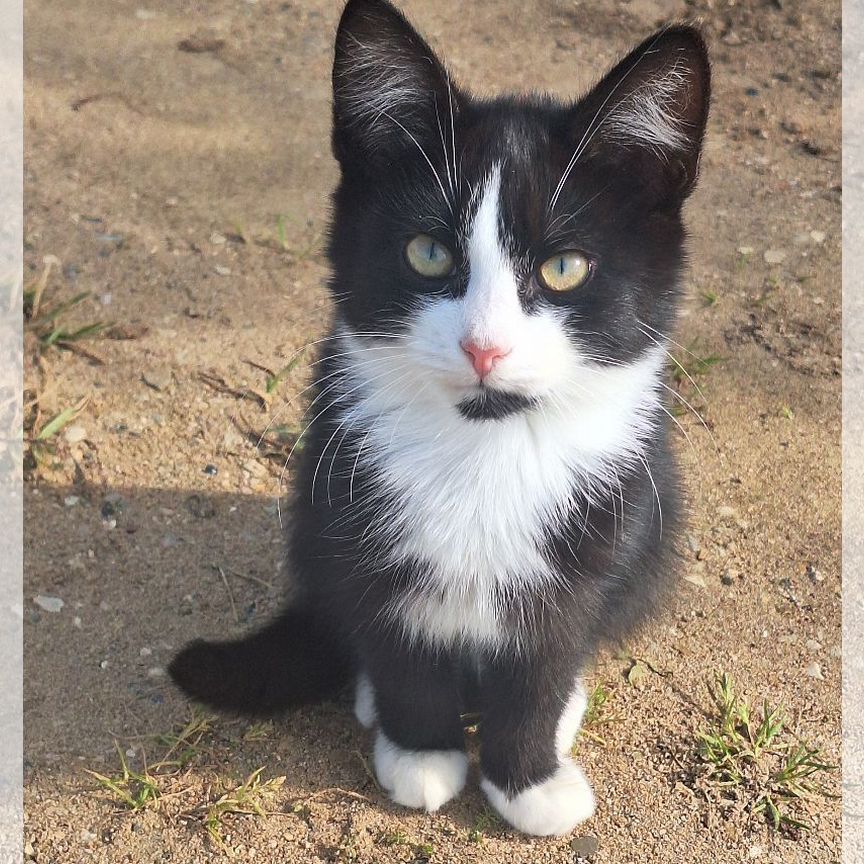Котёнок в добрые руки