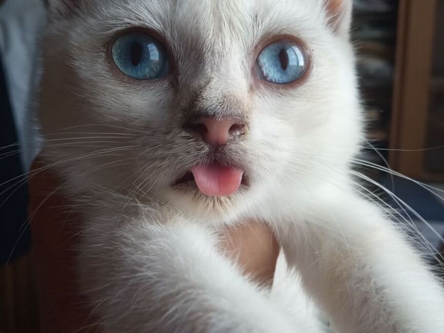 Кошка в дар