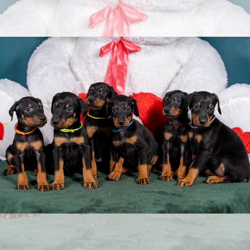 Доберман, щенок