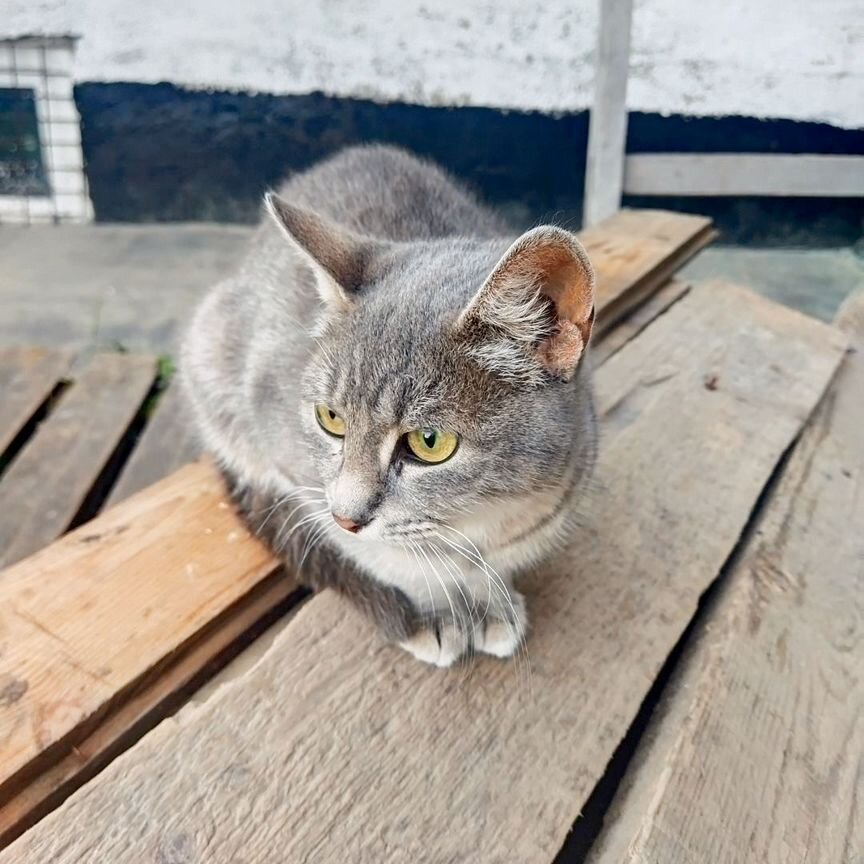 Кошки в добрые руки