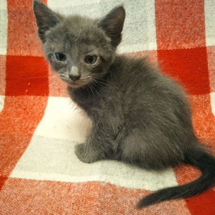 Серый котёнок мальчик