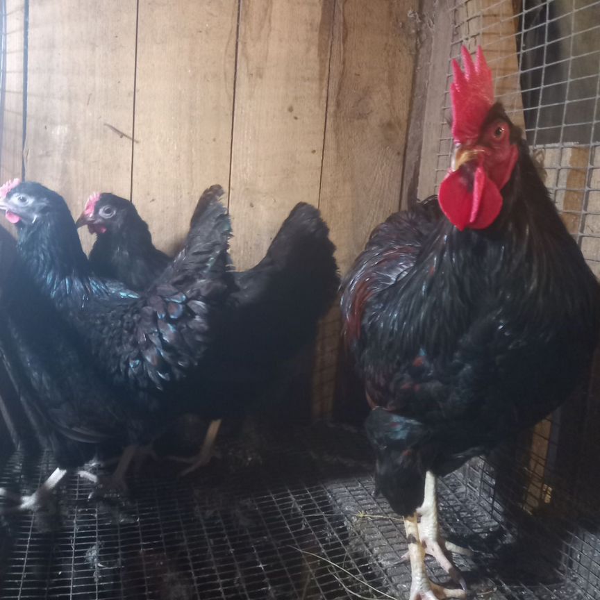 Семья виандот