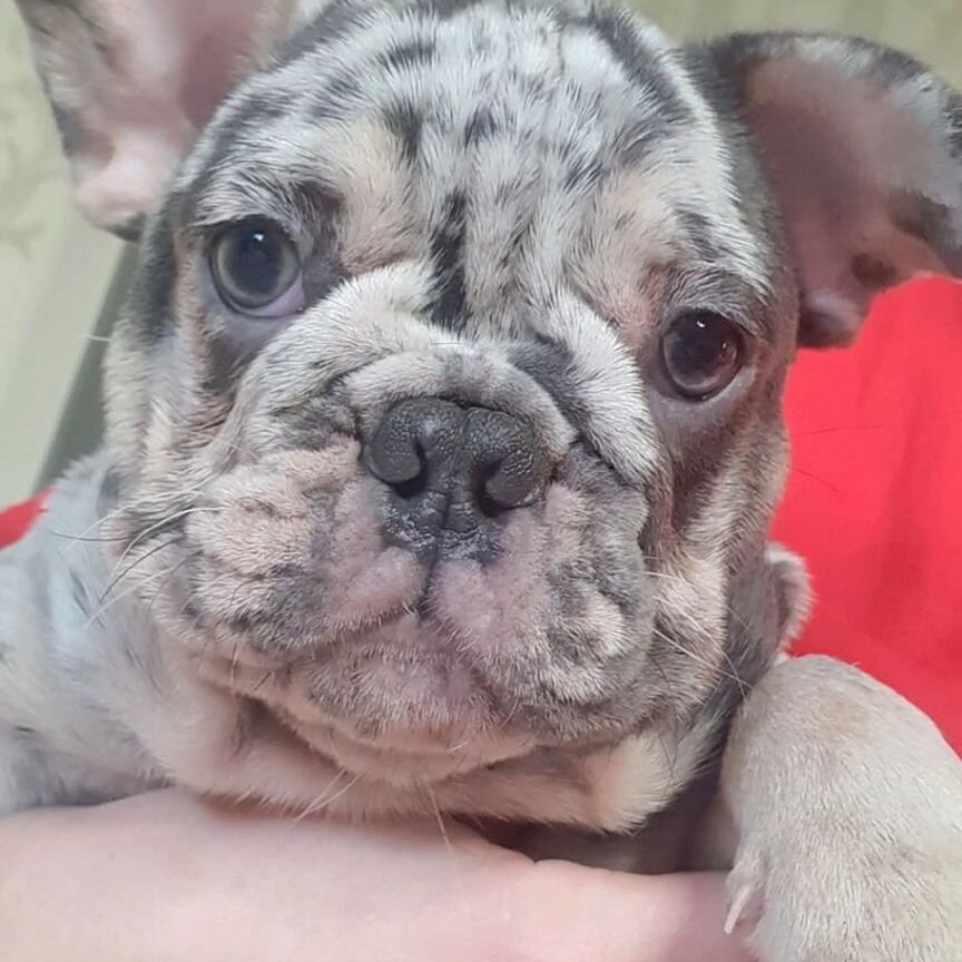 Щенки французского бульдога, редкие окрасы