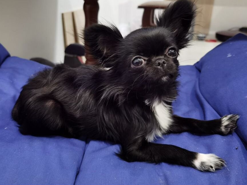 Чихуахуа девочка