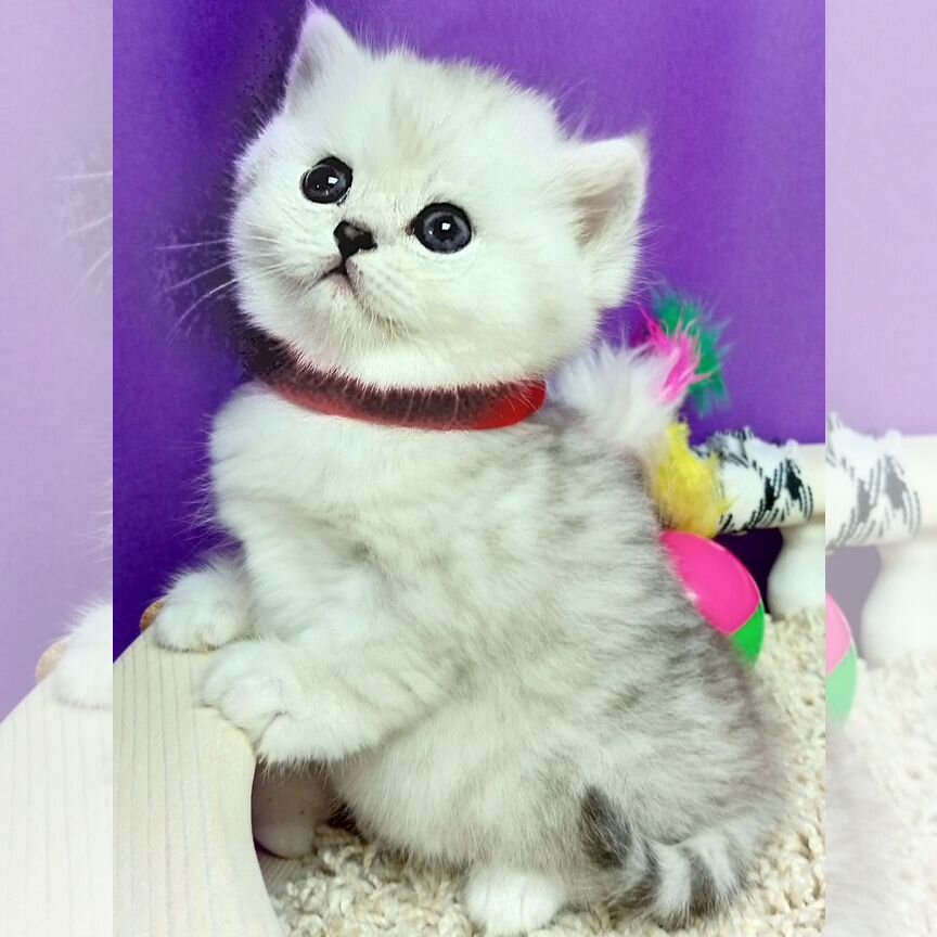 Шотландский прямоухий короткошёрстный котёнок