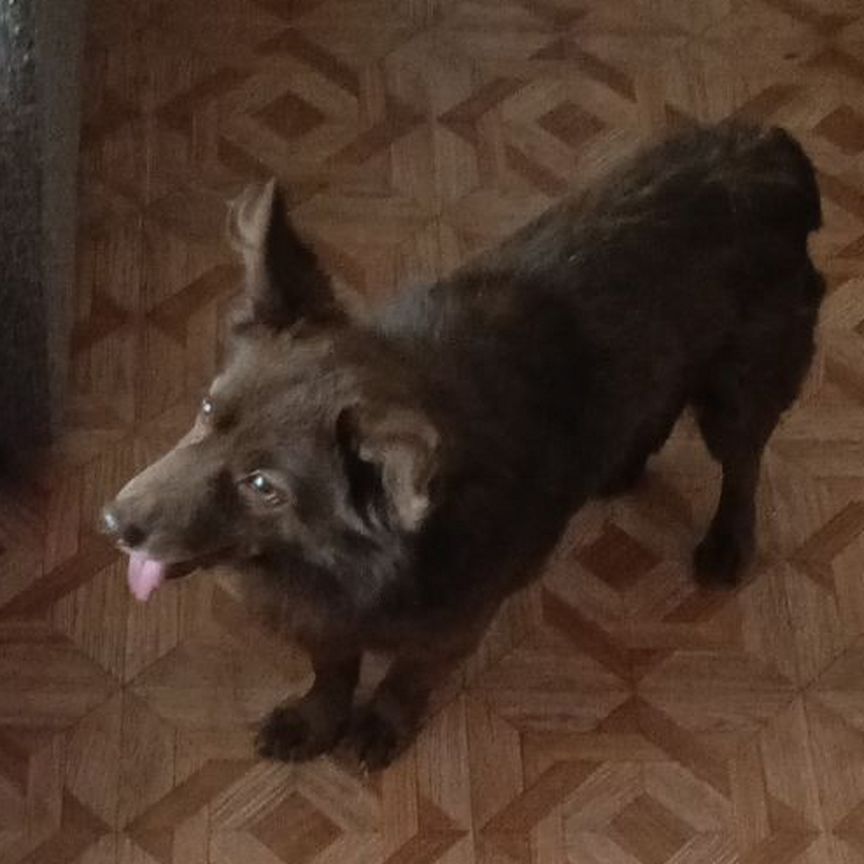 Взрослый пёс в добрые руки