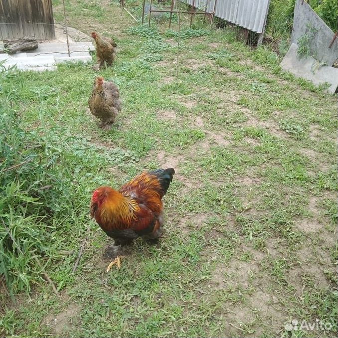 Яйца брама куропатчатая