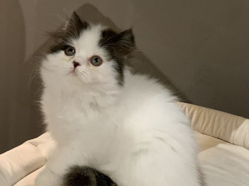 Шотландский котенок