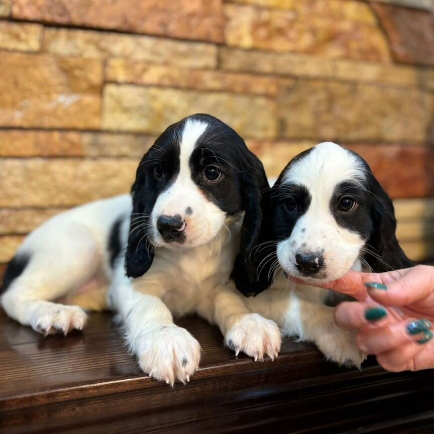 Шикарные щенки рос