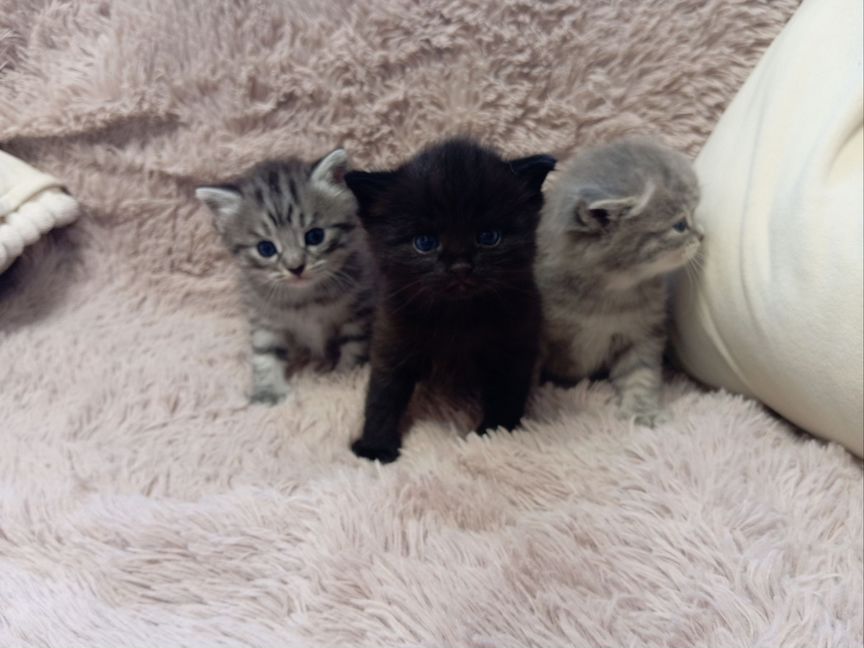 Британские котята