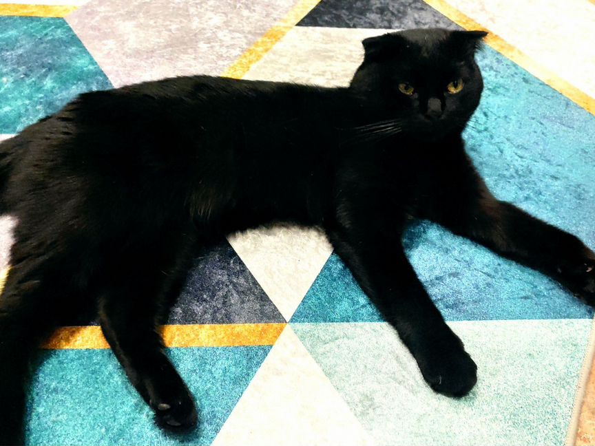 Нашлась чёрная кошка