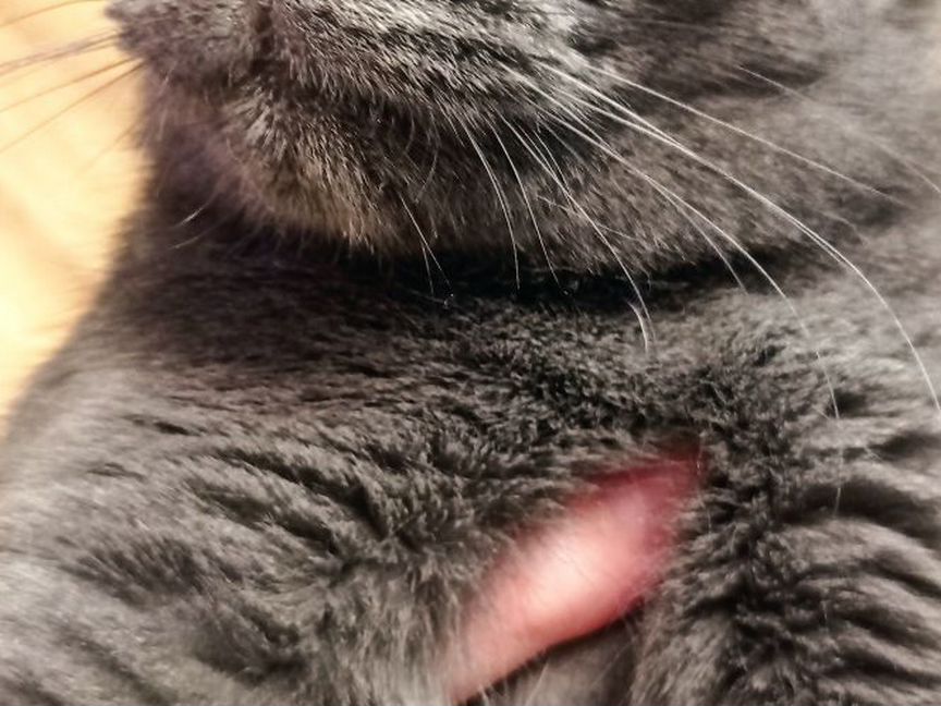 Котик типаж Русская голубая