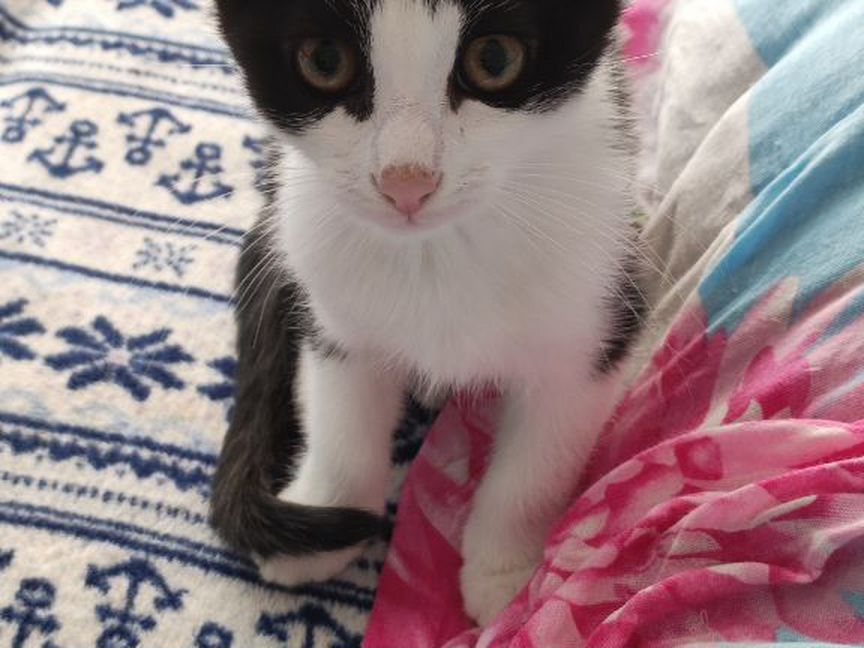 Котенок ищет дом
