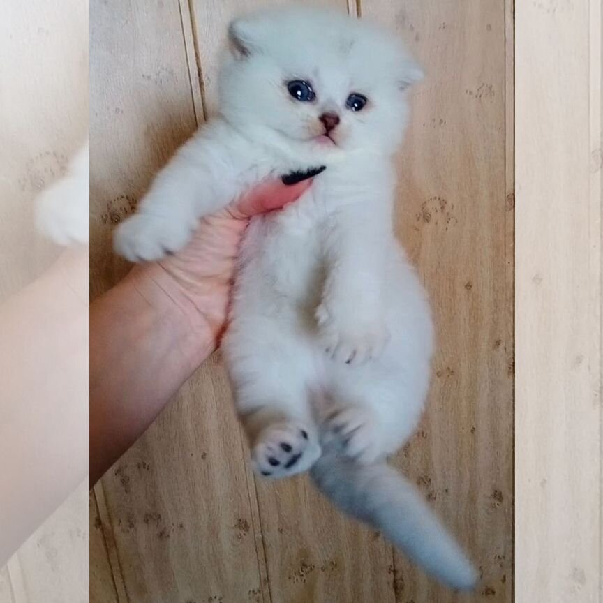 Британский короткошёрстный котёнок