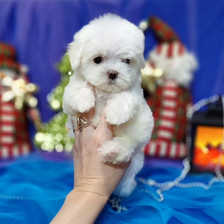 Щенки мальтезе миниатюрный мальчик