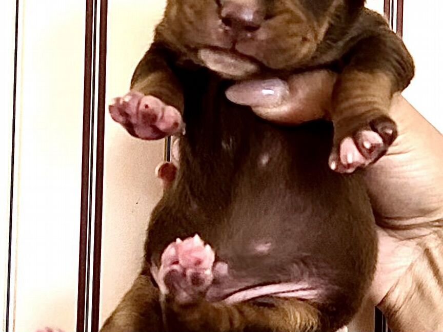 Шоколадный прайтер