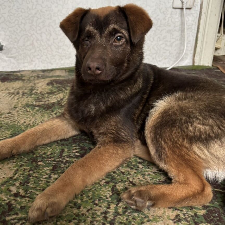 Отдам собаку в добрые руки