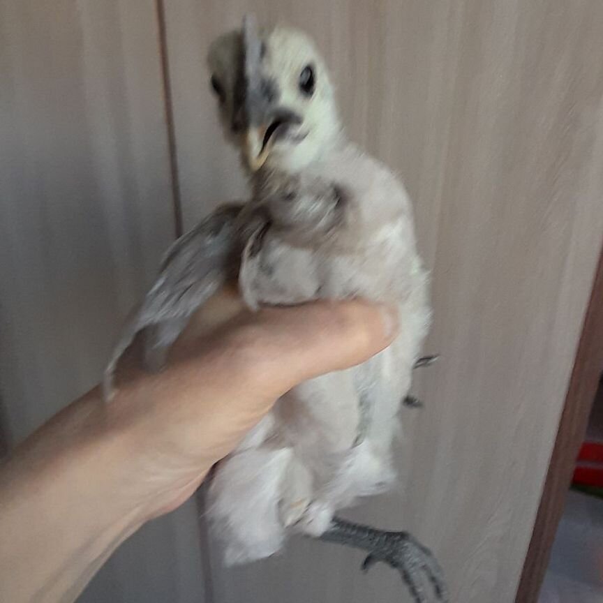 Петушки, цыплята-петушки, взрослый петух