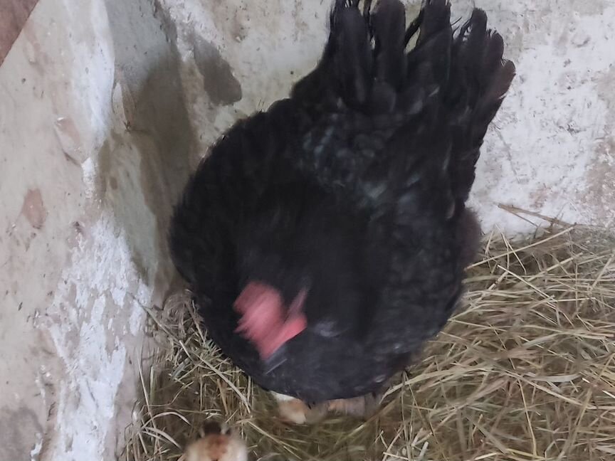 Квочка с цыплятами