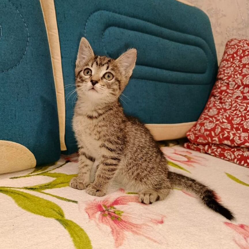 Котенок в добрые руки