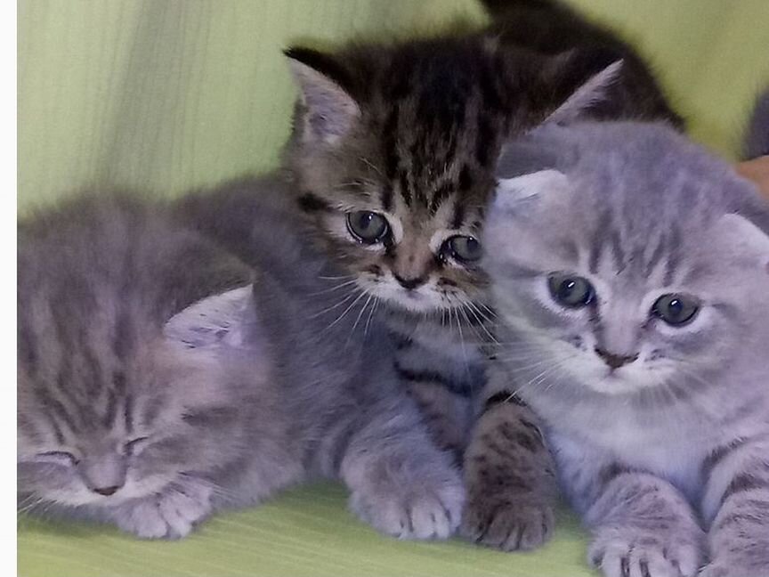 Шотландские котята