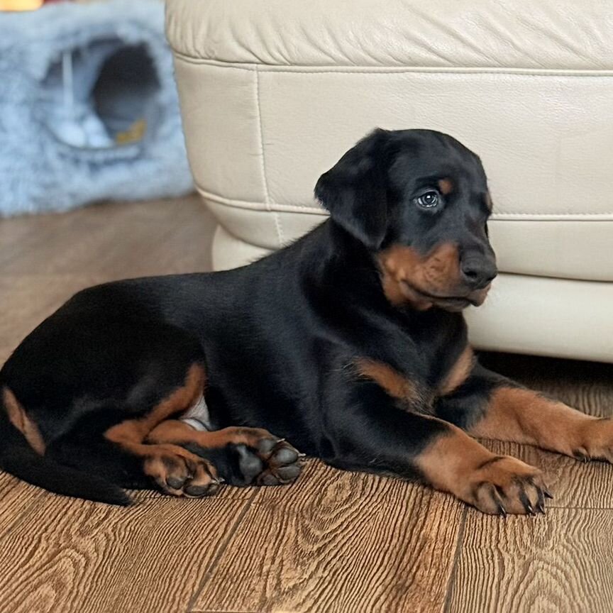 Доберман, щенок