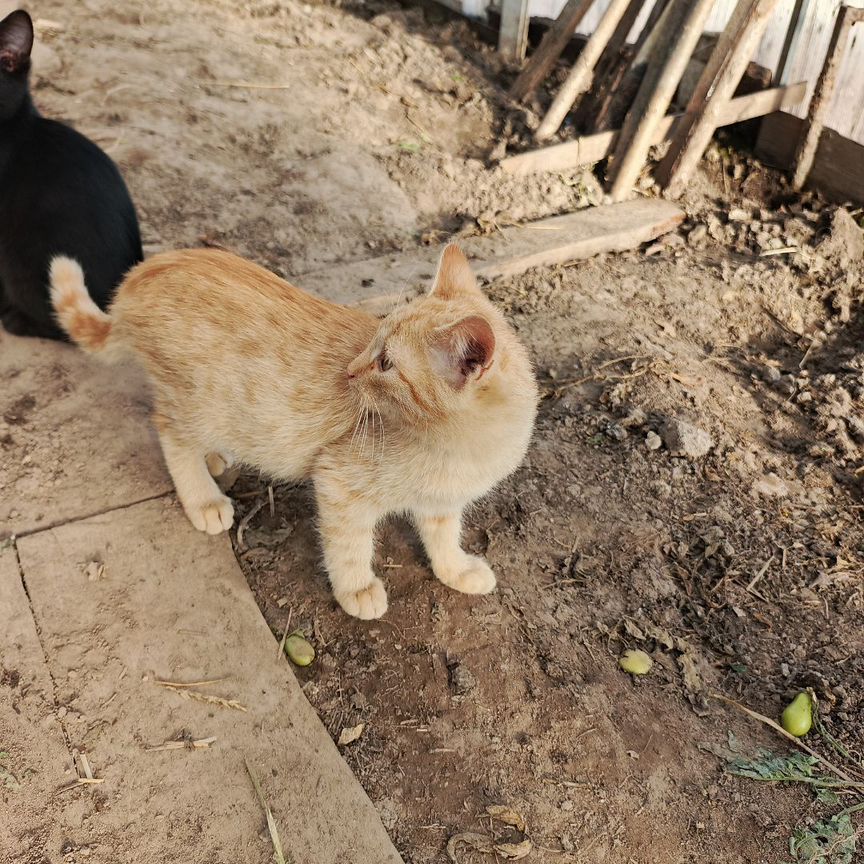 Коты в добрые руки