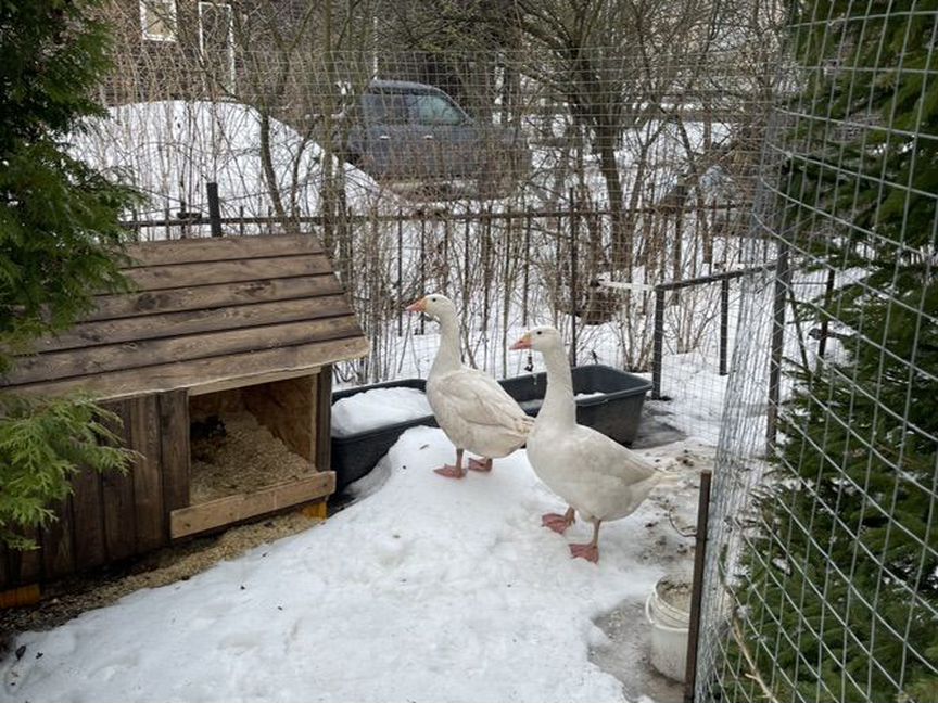 Продам 2 гусей и дом