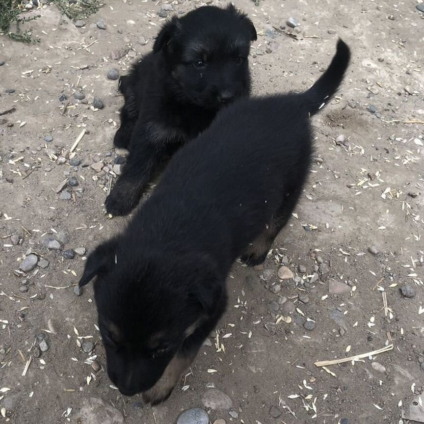 Шенки немецский овчарки