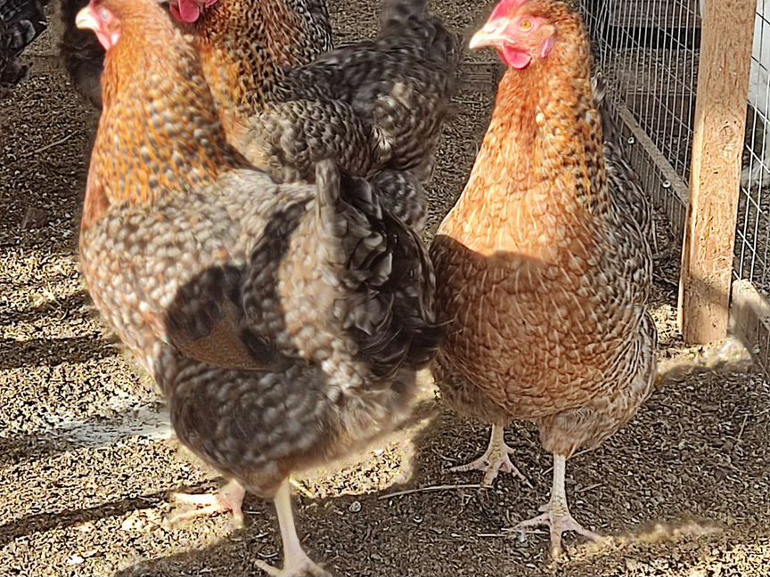 Билефельдер- Цыплята, яйцо инкубационное