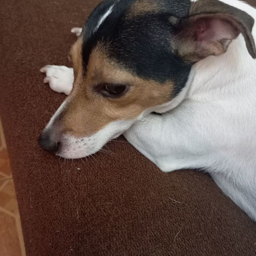 Вязка джек рассел терьер