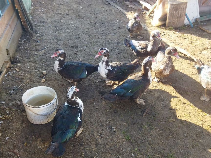 Мускусные утки индоутки индоутята