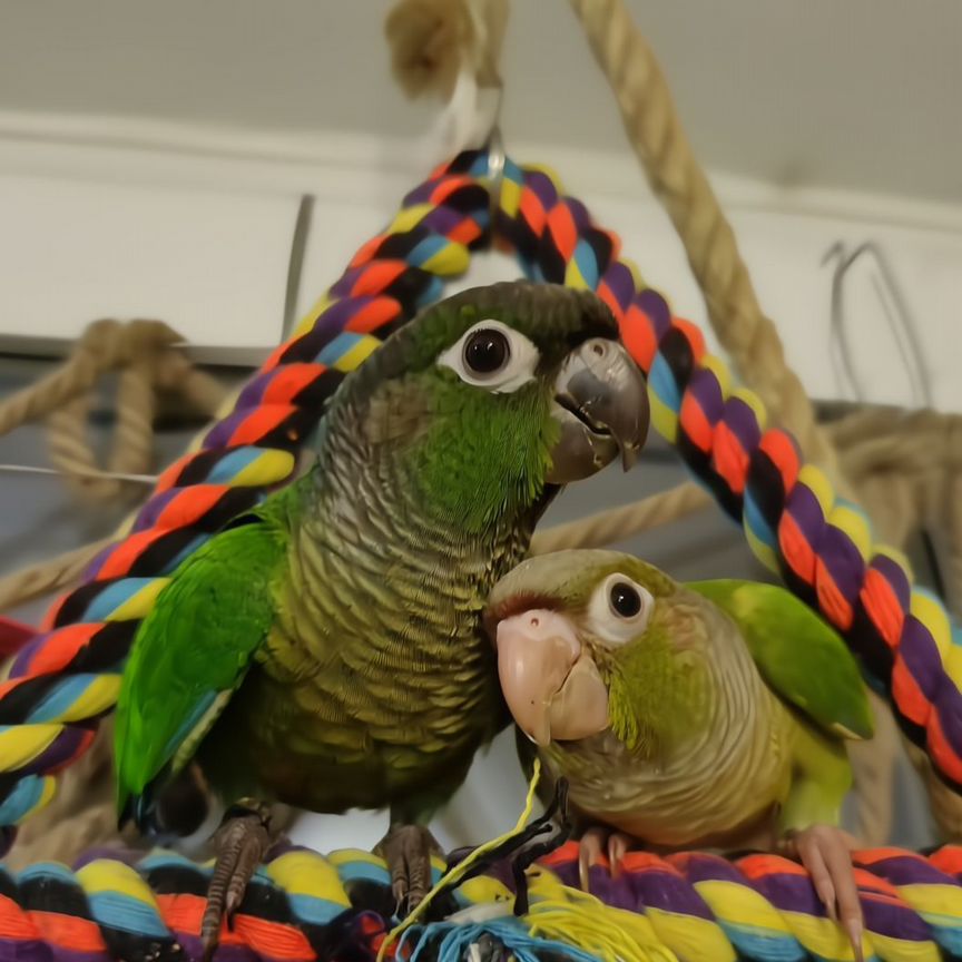 Попугай приррура