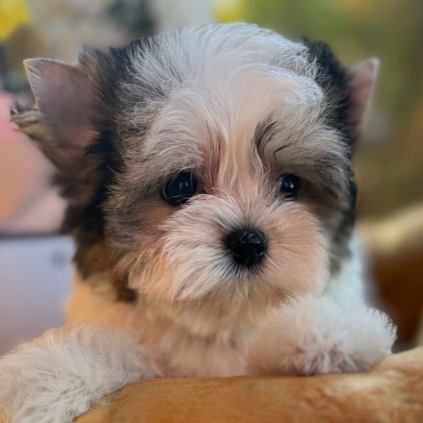 Бивер минюшка беби фейс