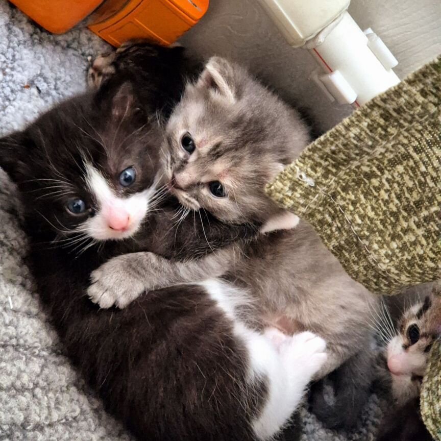 Котята в добрые руки