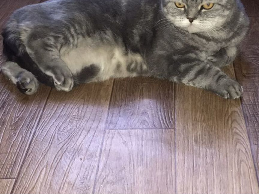 Британская скоттиш фолд