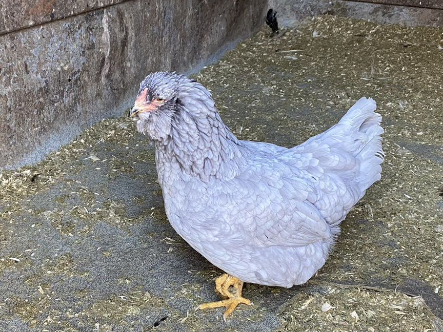 Семья кур Амераукана