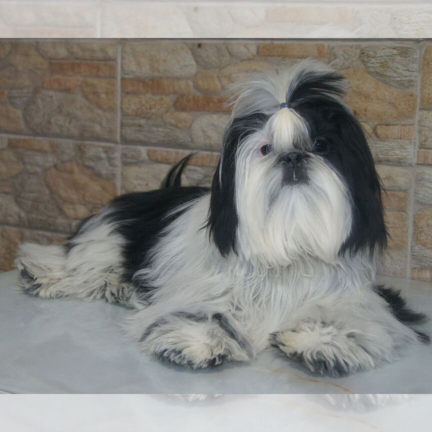 Ши-тцу, щенок