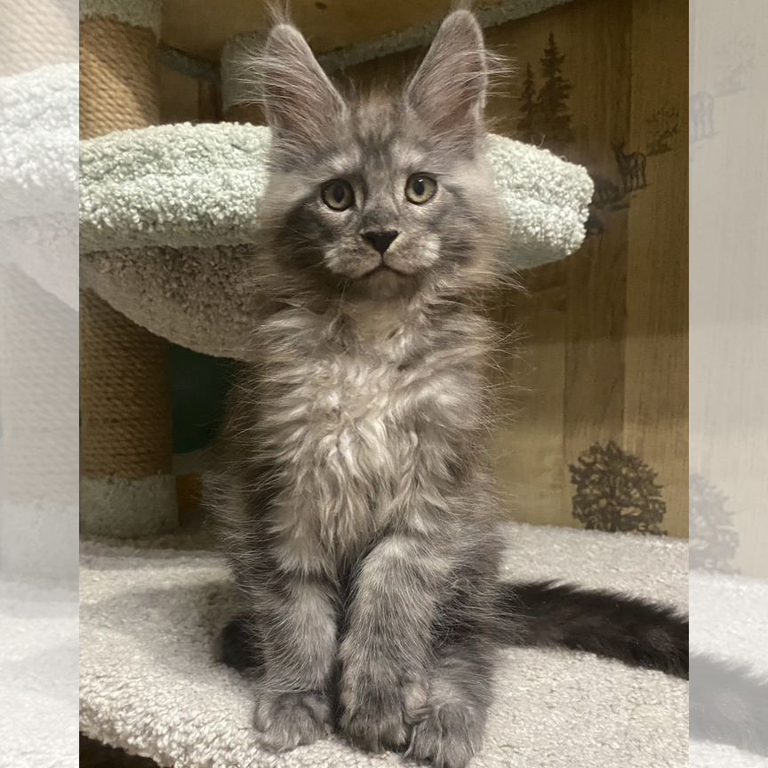 Мейн-кун котёнок