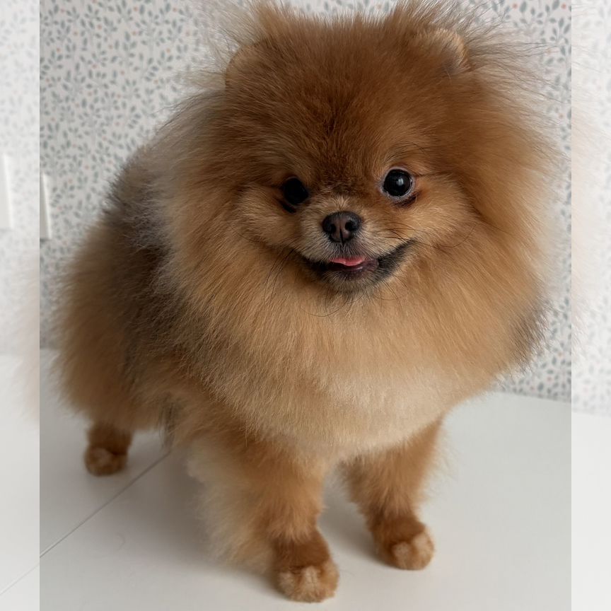 Померанский шпиц, щенок